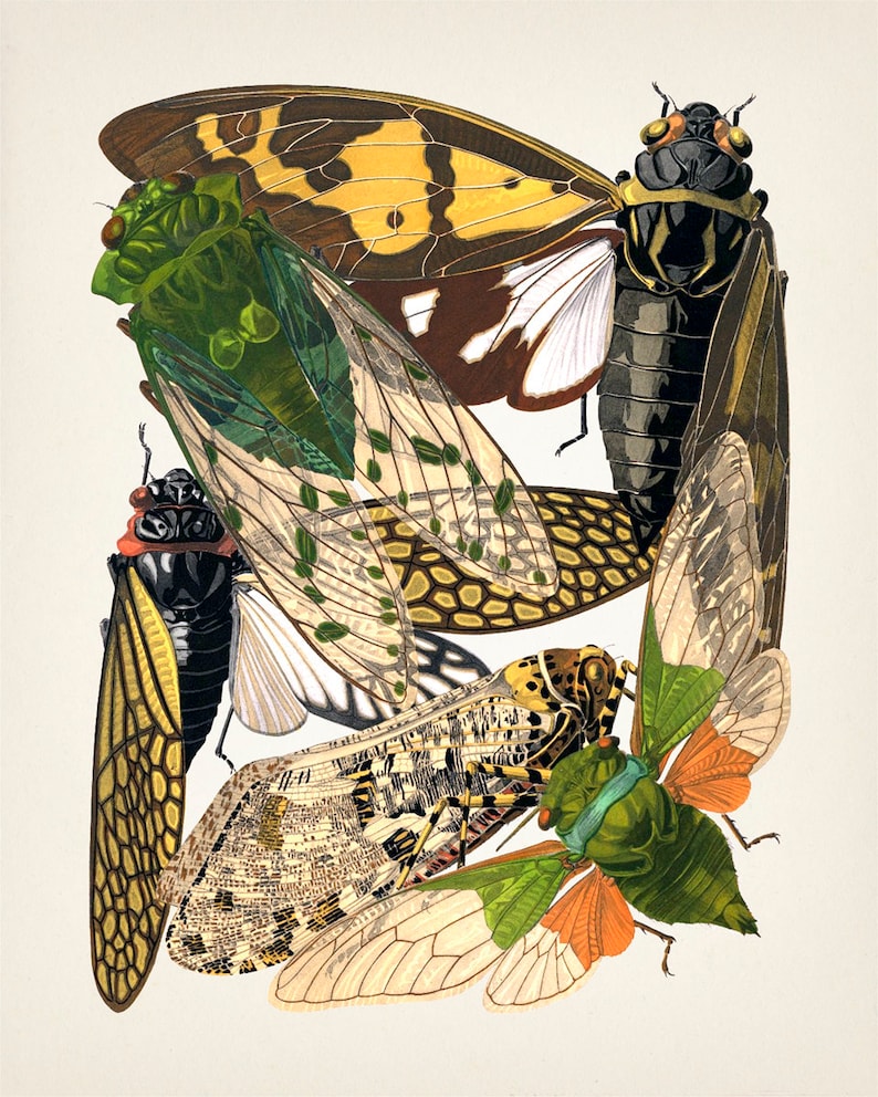 Insects No. 02 1926 Insectes IN-42 Fine Art Print of a - Etsy