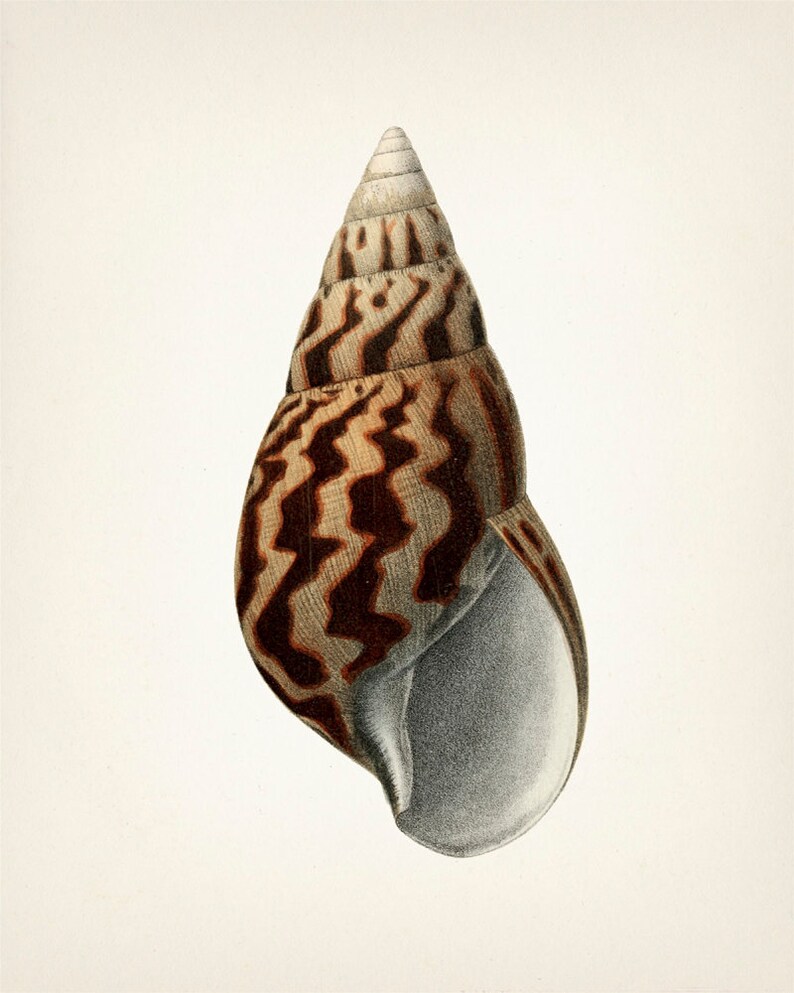 Shell No. 55 SH-55 Fine art print of a vintage natural | Etsy