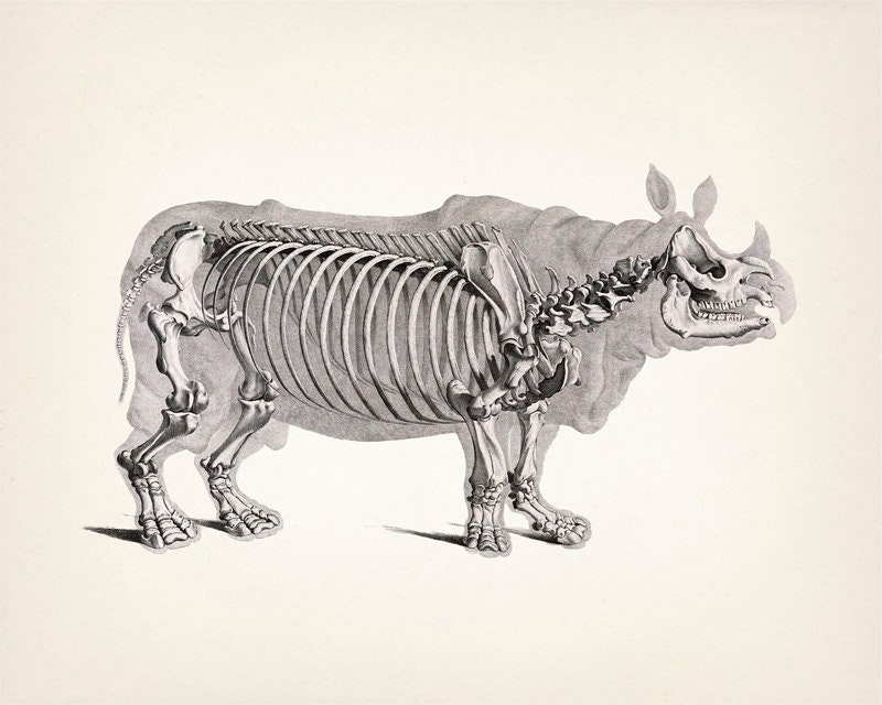Rhino Skeleton Structure