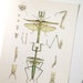 Praying Mantis Drawing - IN-03 - Fine Art Print of a Vintage Natural ...
