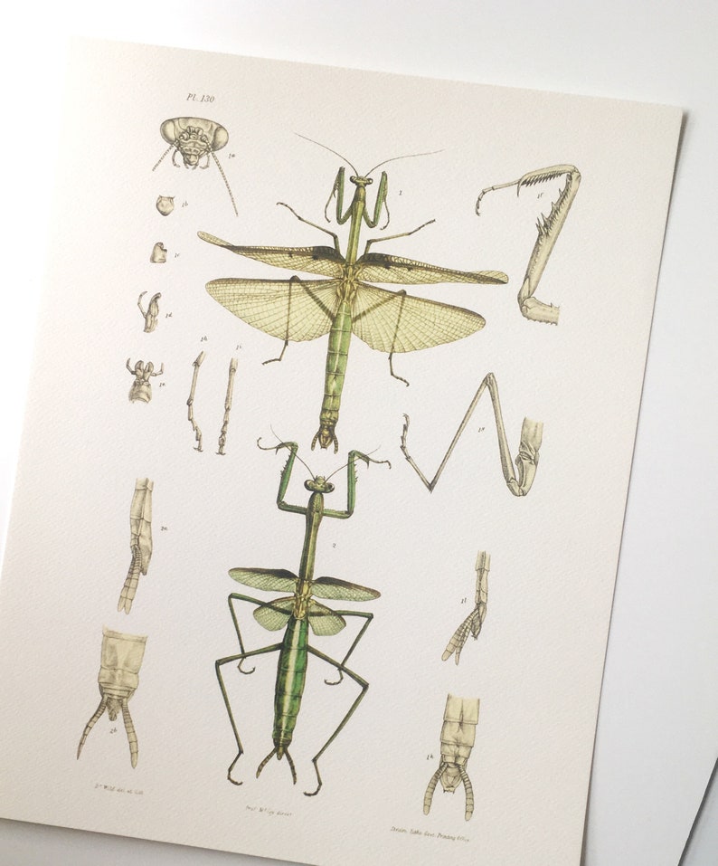 Praying Mantis Drawing IN-03 Fine Art Print of a Vintage - Etsy