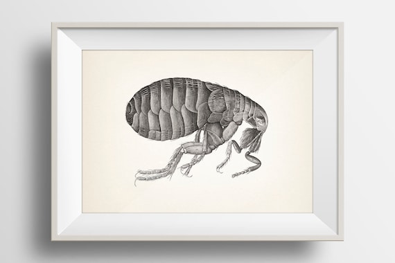 Flea Illustration From 1665 IN-12 Fine Art Print of a | Etsy
