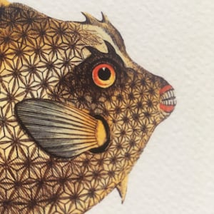 Toothy 1801 Boxfish Drawing - Fine Art Print of a Vintage Natural ...