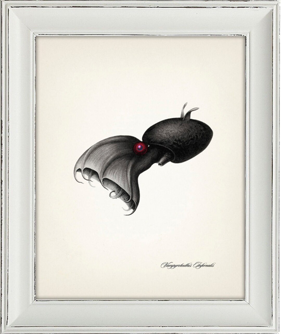 Vampire Squid (vampyroteuthis Infernalis) - OC-17 - Fine Art Print of a ...