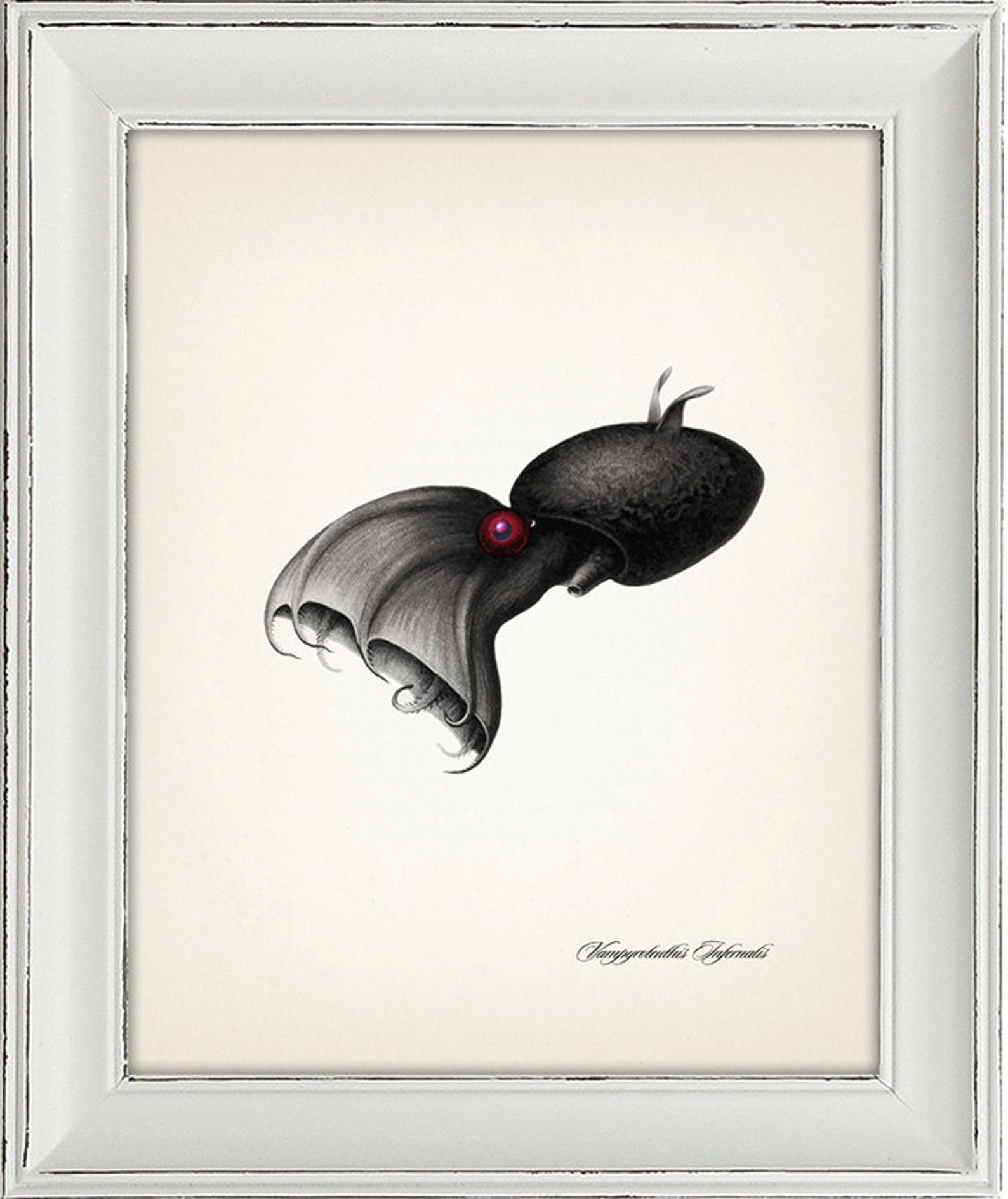 Vampire Squid vampyroteuthis Infernalis OC-17 Fine Art - Etsy