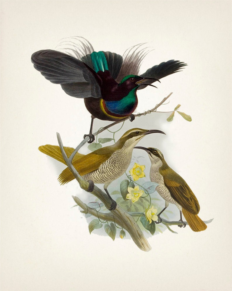 Magnificent Riflebird Bird of Paradise ptiloris Magnificus - Etsy