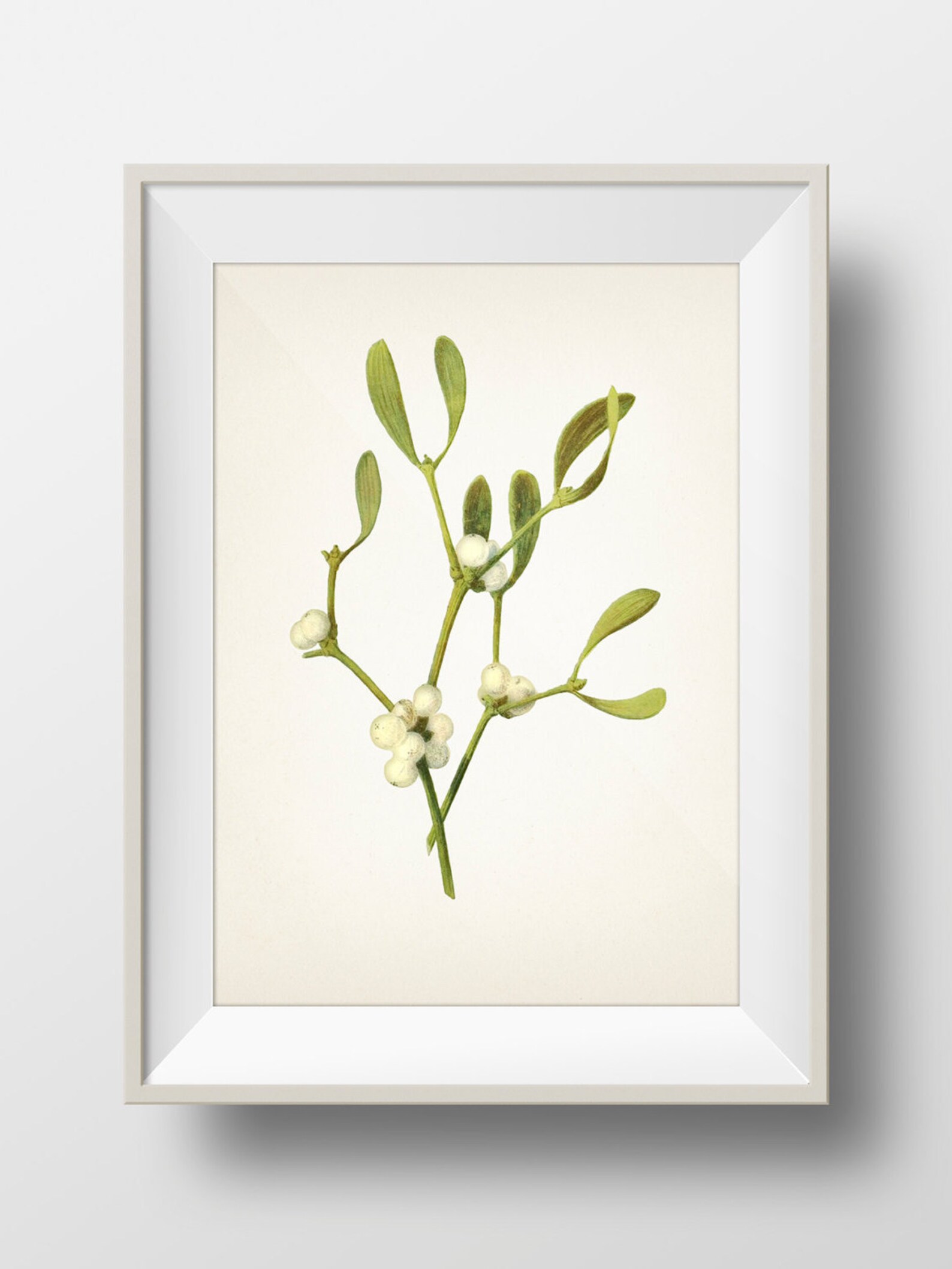 Mistletoe Plant Christmas Botanical Print - Holiday Wall Art - WITHOUT ...