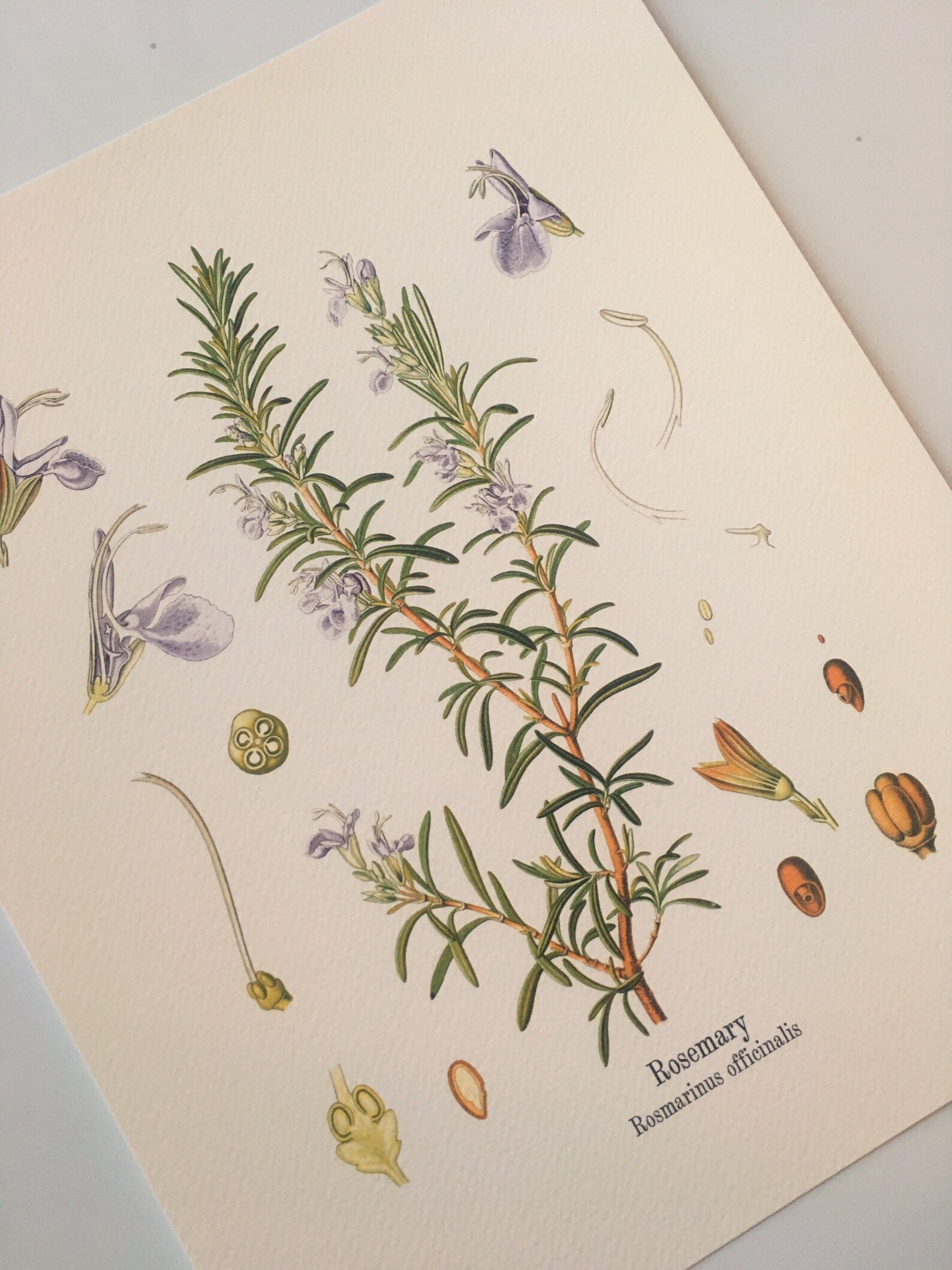 Vintage Rosemary Print - KO-12 - Fine Art Prints of Kohler's Vintage ...