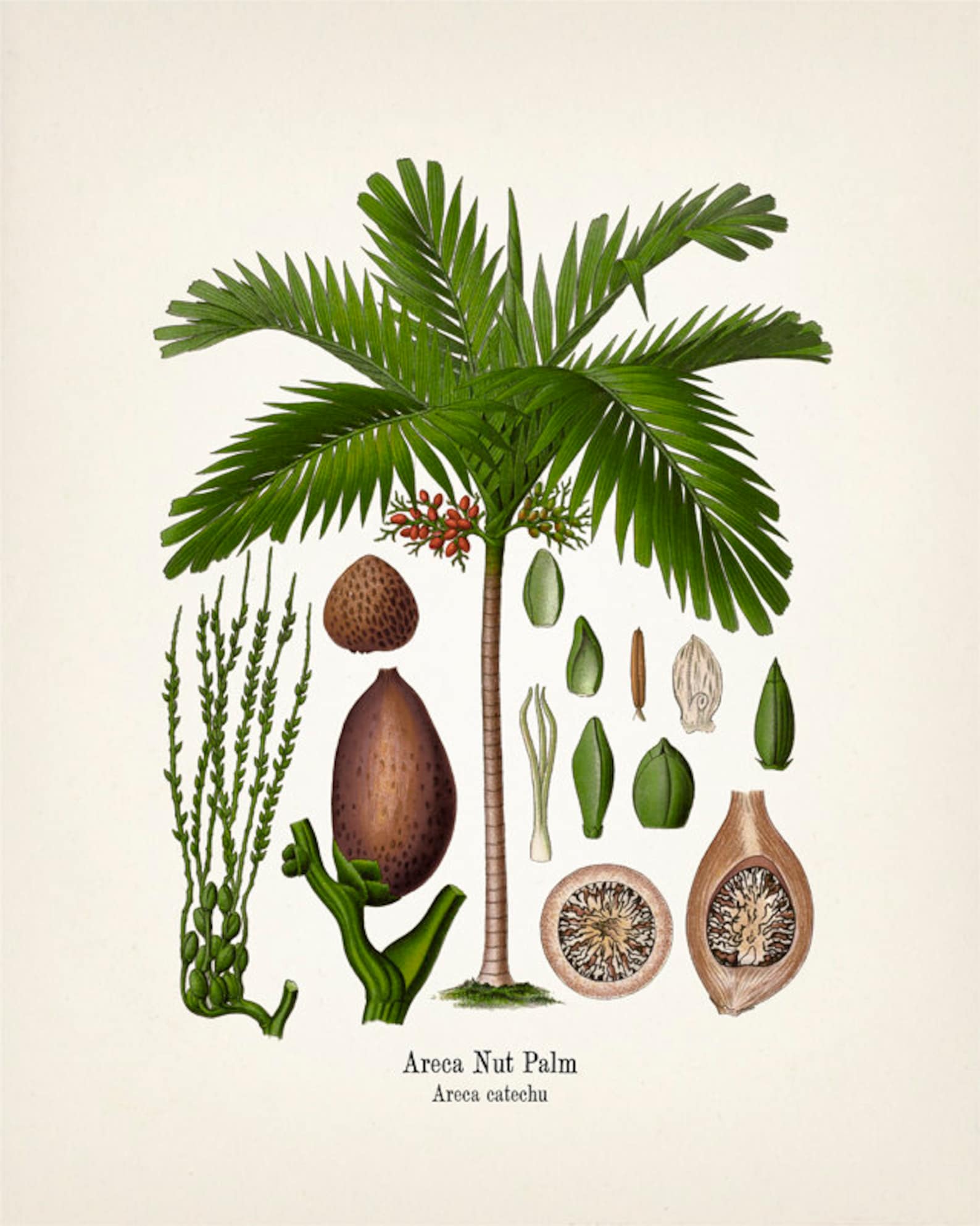 Areca Nut Palm - Betel Palm - Areca Catechu - KO-72 - Fine Art Prints ...