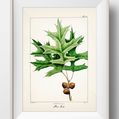 White Oak Tree quercus Alba TR-11 Fine Art Print of a - Etsy