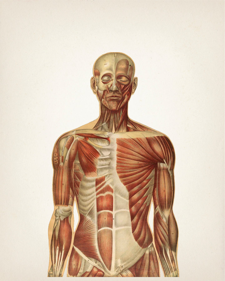 Human Anatomy MUSCLE System Wall Art Set - Fine Art Prints / Posters of ...