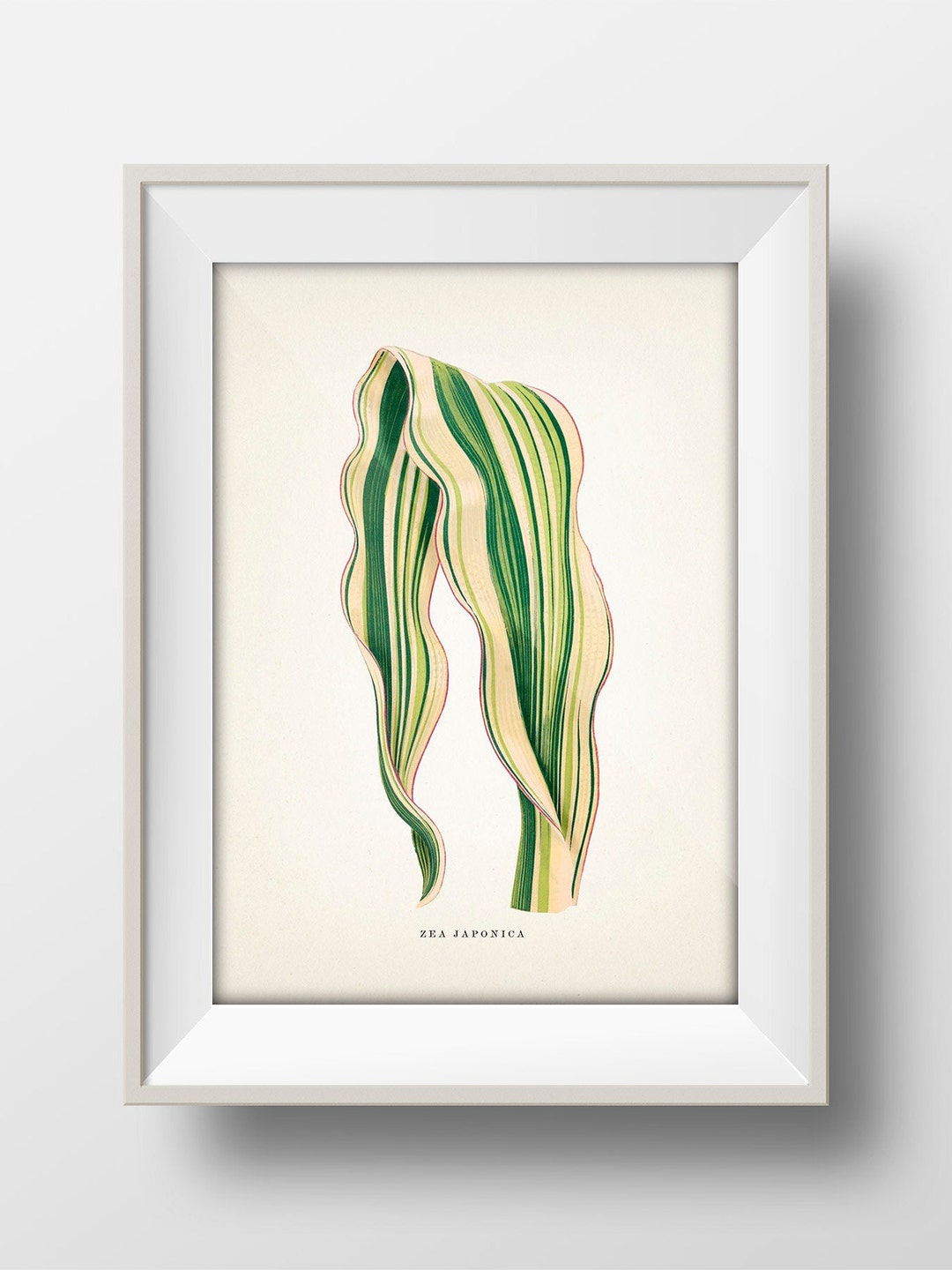 Plant Leaf Wall Art No. 17: ZEA JAPONICA Candy Striped Corn [lf-17 ...