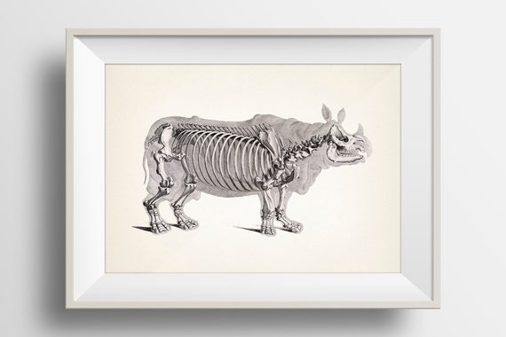 White Rhino Skeleton