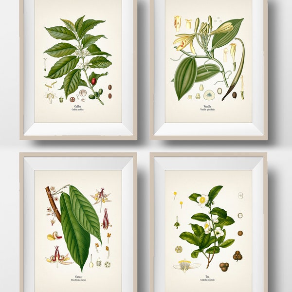 Botanical Illustration Print - Etsy