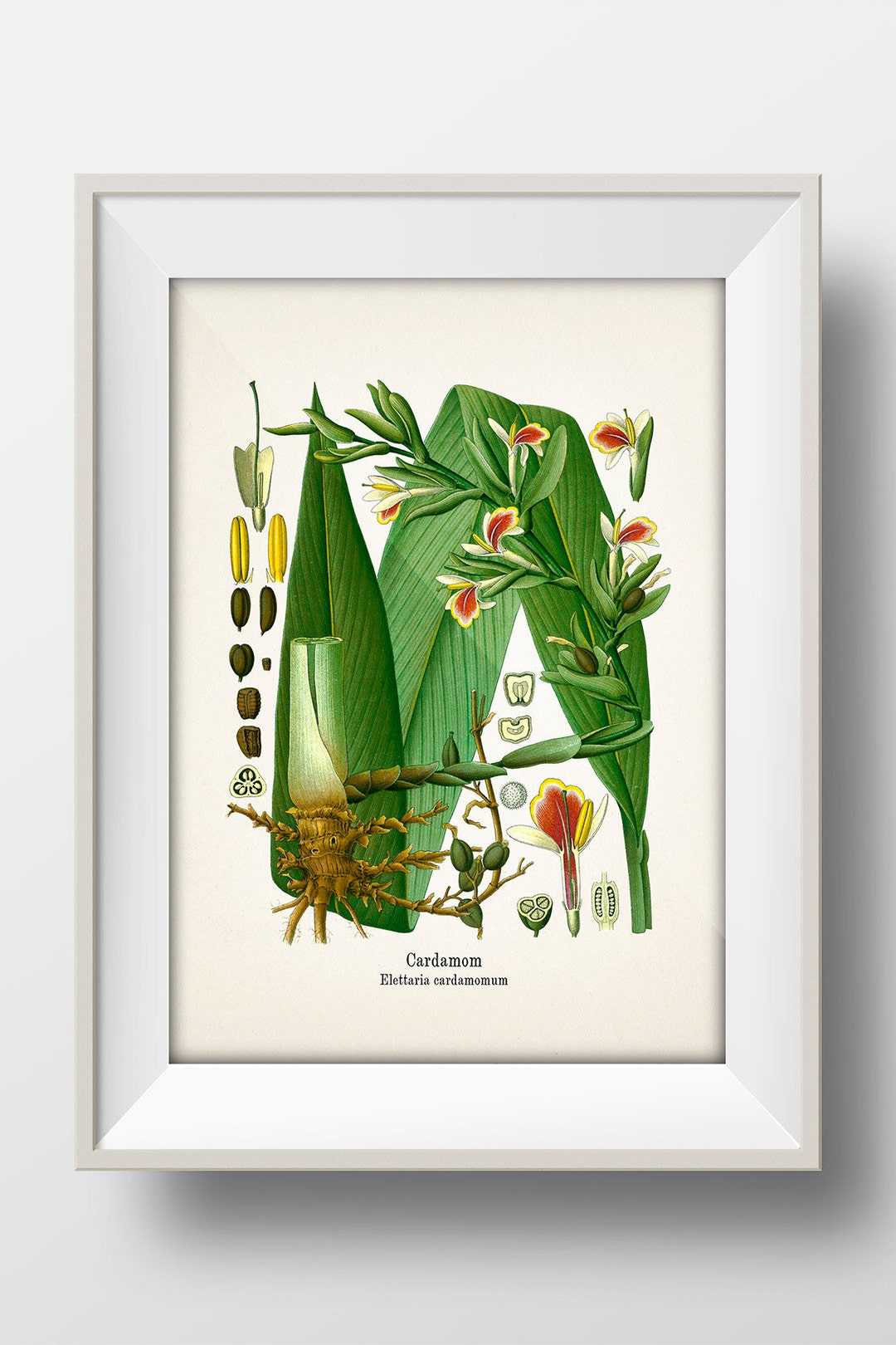 Cardamom Botanical Illustration Elettaria Cardamomum Print - Etsy