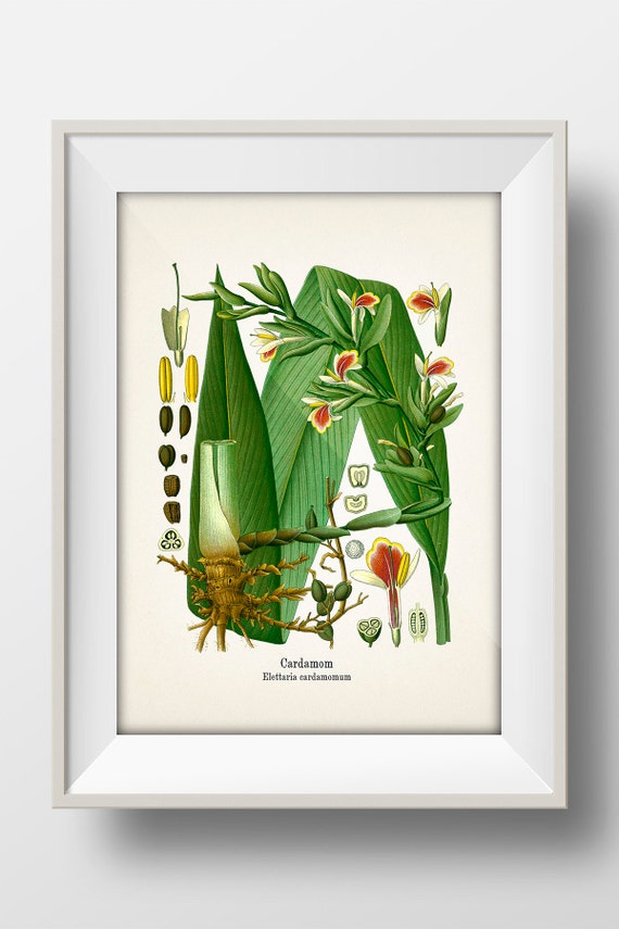 Cardamom Botanical Illustration Elettaria Cardamomum Print | Etsy