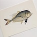 Brama Atropus by Marcus Elieser Bloch 1801 Fish Drawing. Fine Art Print ...