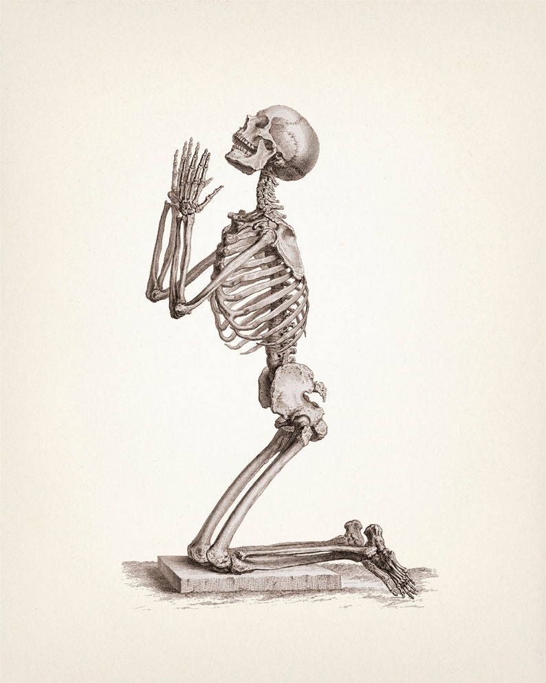 Skeleton Praying Anatomical Drawing HU-32 Fine art print | Etsy