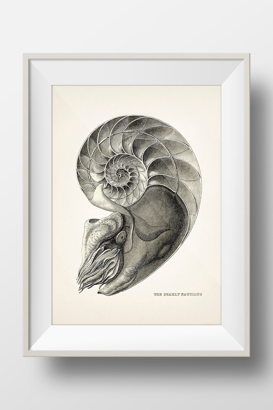 Nautilus Anatomy - AN-09 - Fine Art Print of a Vintage Natural History ...
