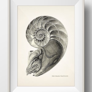 Nautilus Anatomy - AN-09 - Fine Art Print of a Vintage Natural History ...