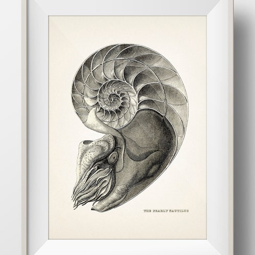 Nautilus Anatomy AN-09 Fine Art Print of a Vintage Natural - Etsy