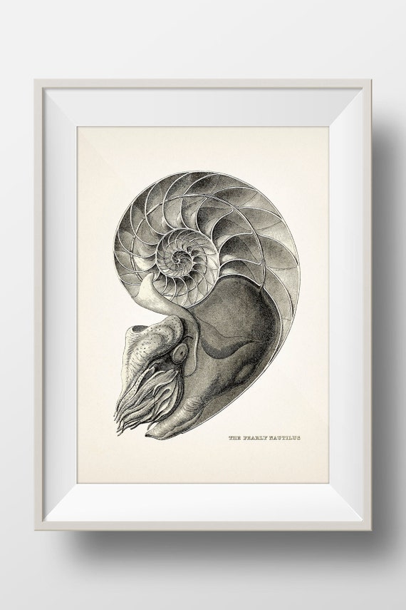 Nautilus Scientific Drawing UNESCO And Nautilus Magazine Partner