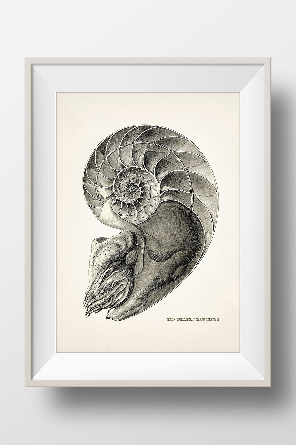 Nautilus Scientific Drawing