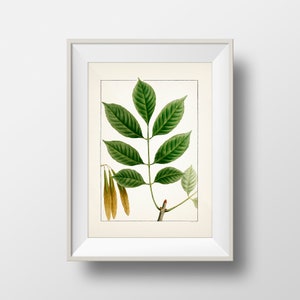 White Ash Tree (fraxinus Americana) - TR-28 - Fine Art Print of a ...
