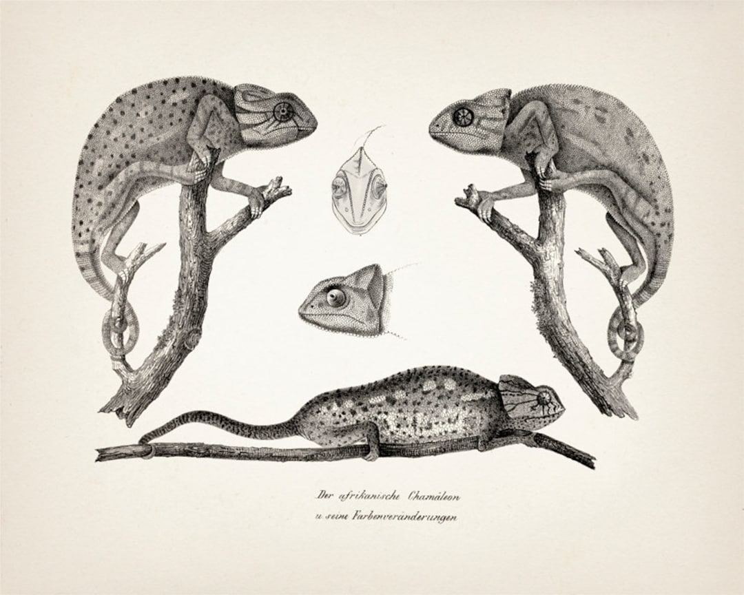 Chameleon Twins : Fine Art Print of a Vintage Natural History Academia ...