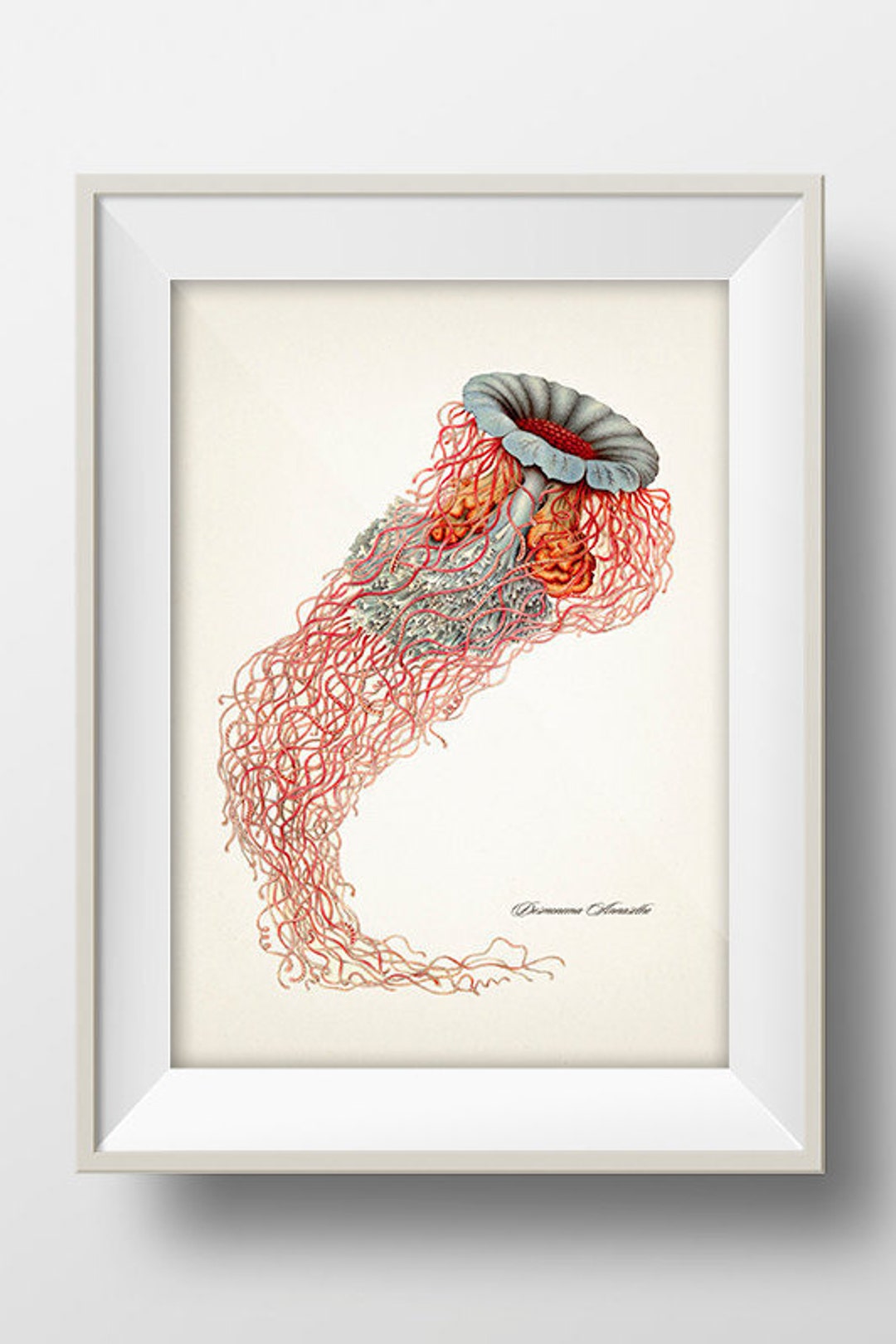 Jellyfish (desmonema Annasethe) by Haeckel - OC-09 - Fine Art Print of ...