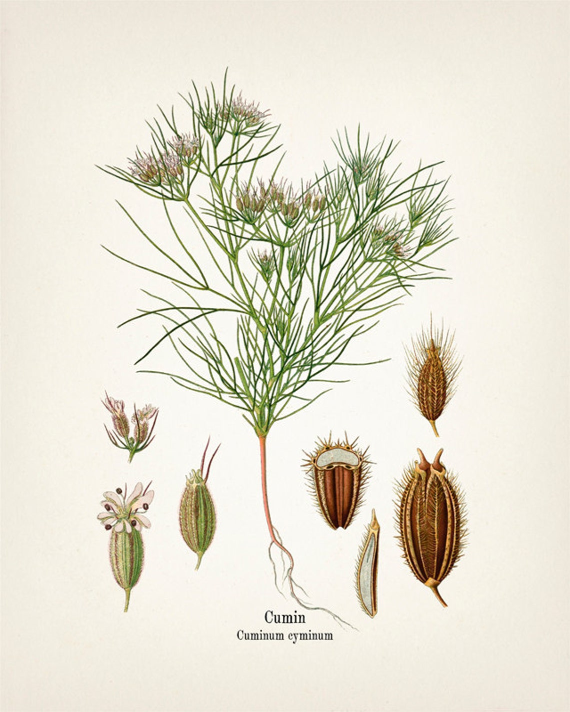 Vintage Cumin Print KO-16 Fine Art Prints of Kohler's - Etsy