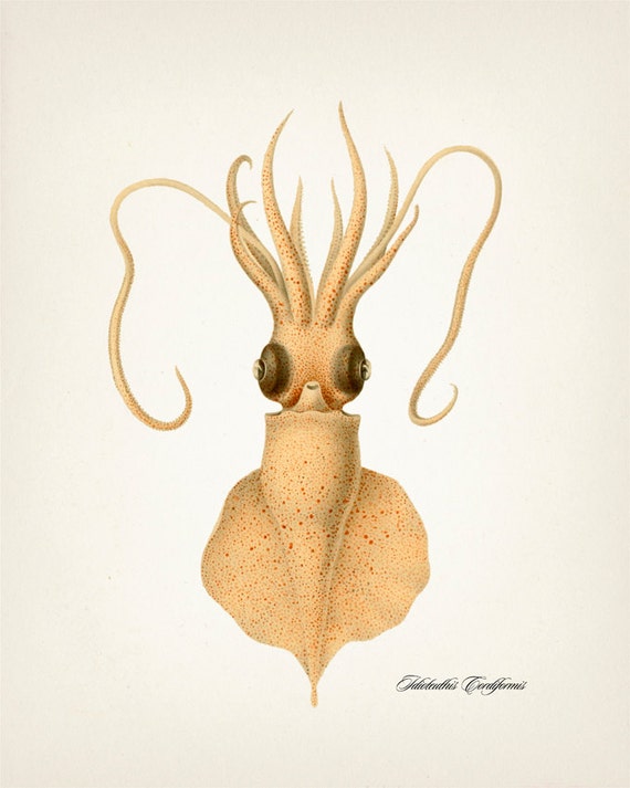Vintage Squid Illustration