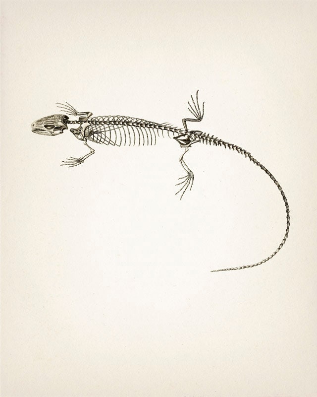 Western Fence Lizard Drawing