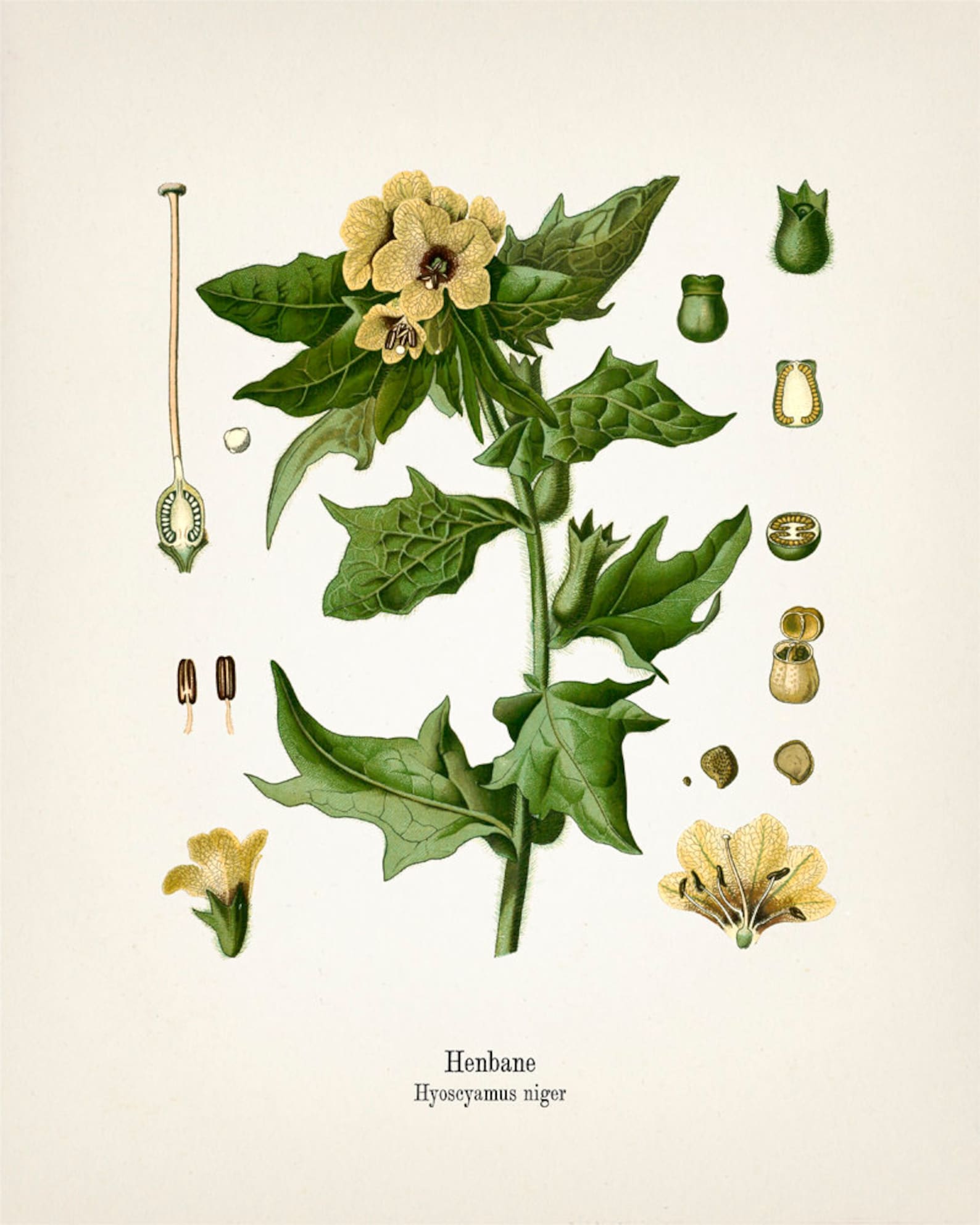 Deadly Botanicals Collection Vintage Poisons Wall Art Print - Etsy