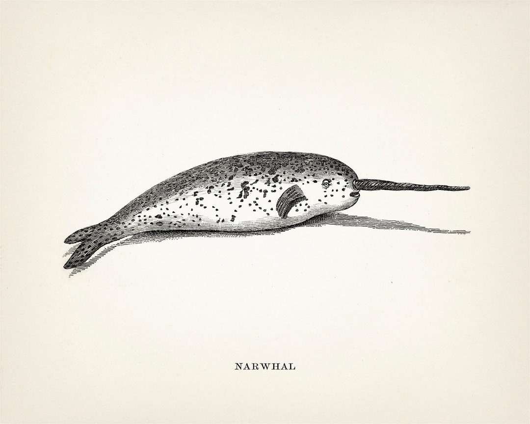 Narwhal : Monster Series - OE-32 - Fine Art Print of a Vintage Natural ...