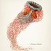 Jellyfish desmonema Annasethe by Haeckel OC-09 Fine Art Print of a ...