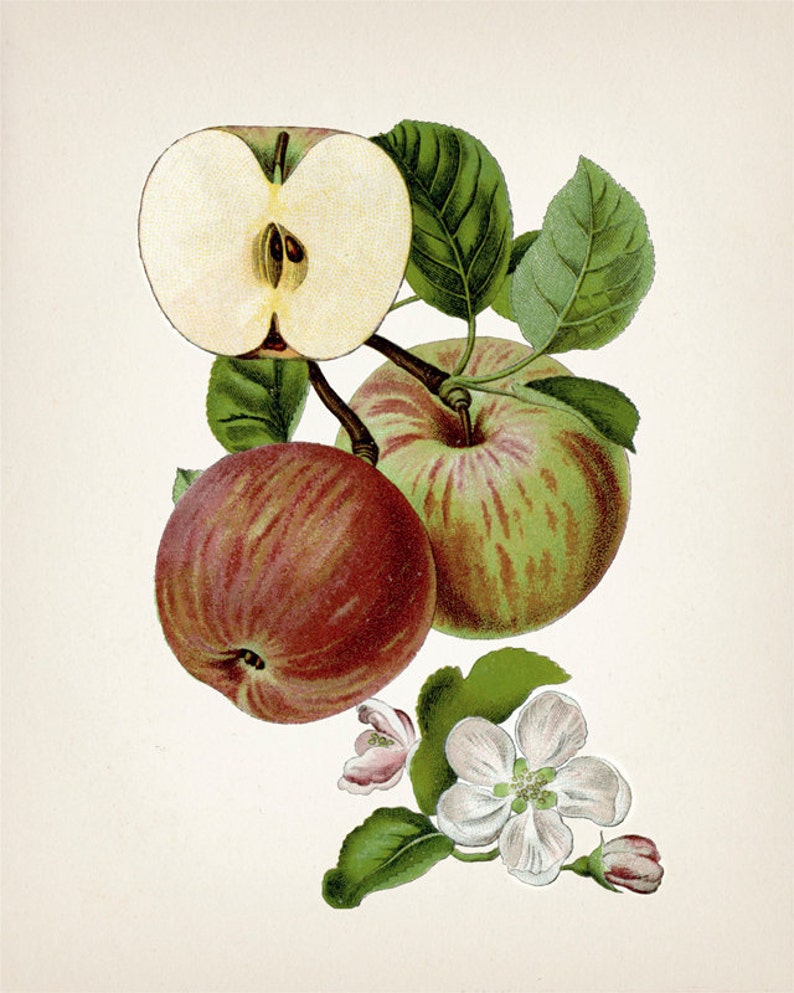 Vintage Apple Print 2 PL-40 Fine Art Print of a Vintage - Etsy