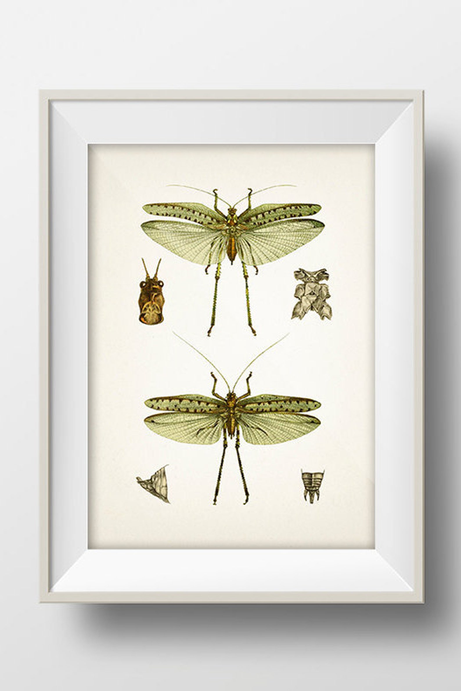 Insect Drawing IN-06 Fine Art Print of a Vintage Natural | Etsy