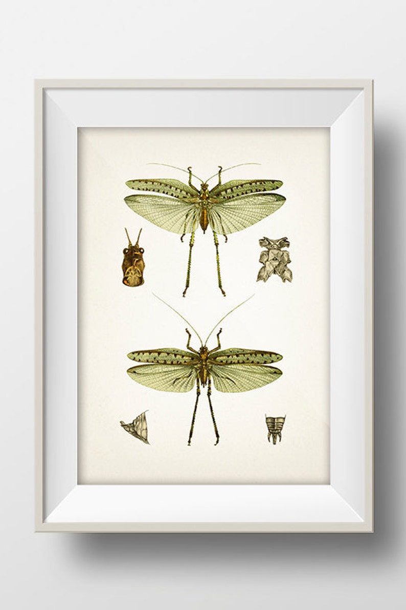 Insect Drawing IN-06 Fine Art Print of a Vintage Natural - Etsy