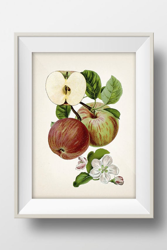 Vintage Apple Print 2 PL-40 Fine Art Print of a Vintage | Etsy
