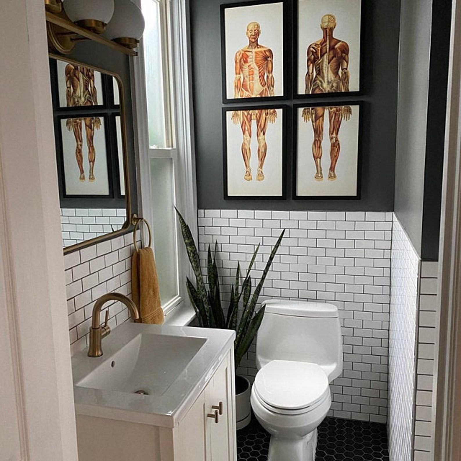 Human Anatomy MUSCLE System Wall Art Set Fine Art Prints / - Etsy