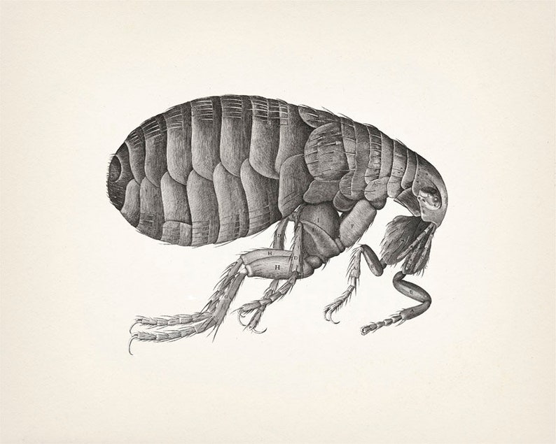 Flea Illustration From 1665 IN-12 Fine Art Print of a | Etsy