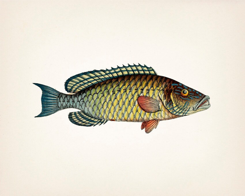 Unique 1801 Cheeklined Wrasse Fish Drawing - Fine Art Print of a ...