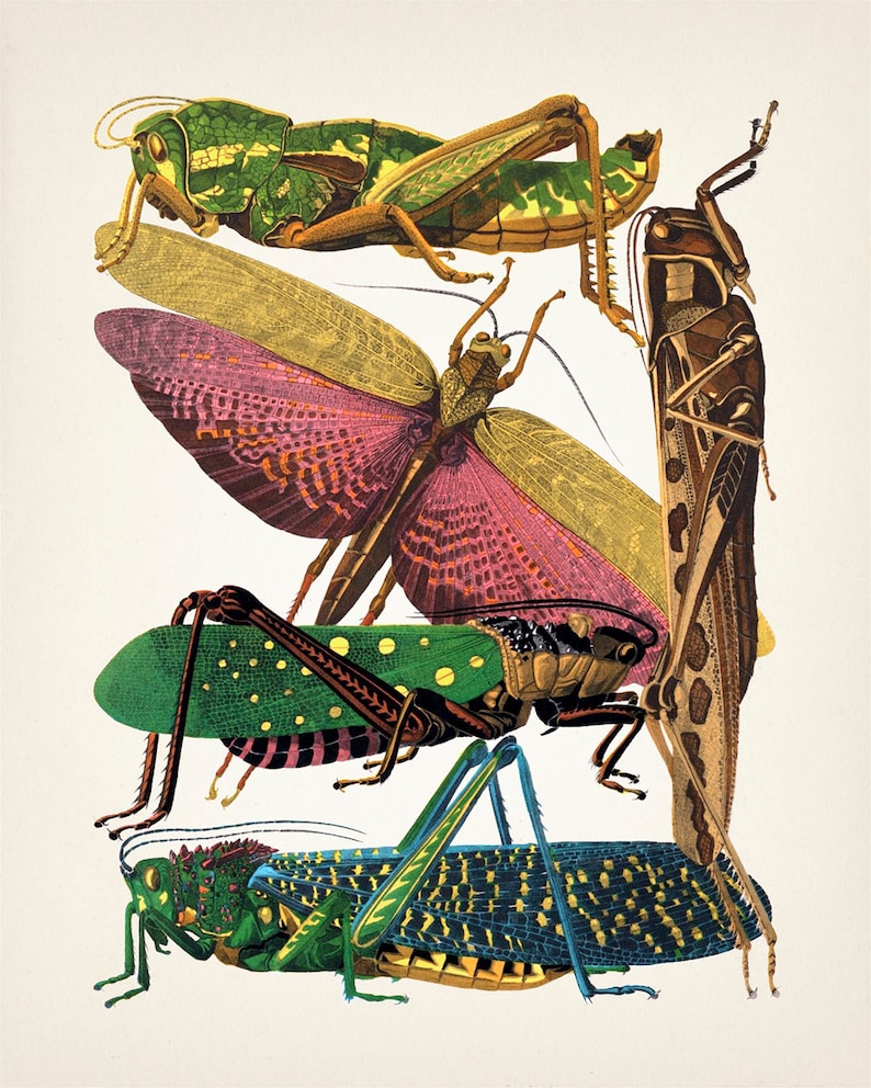 Insects No. 07 1926 Insectes IN-47 Fine Art Print of a - Etsy