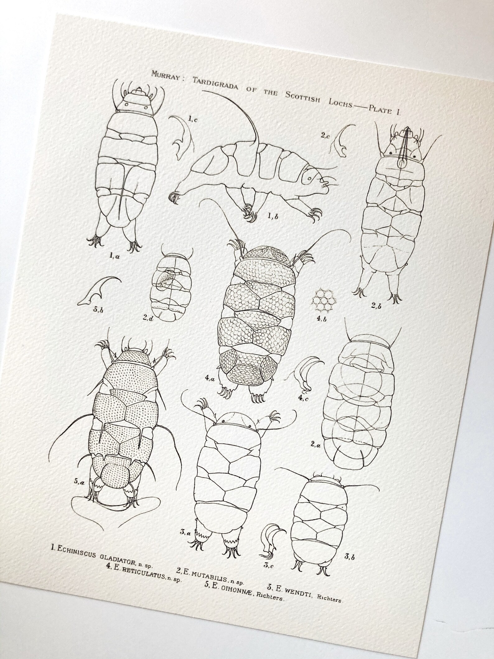 Tardigrade water Bear Anatomy Specimens PLATE 1 SC-18-22 | Etsy