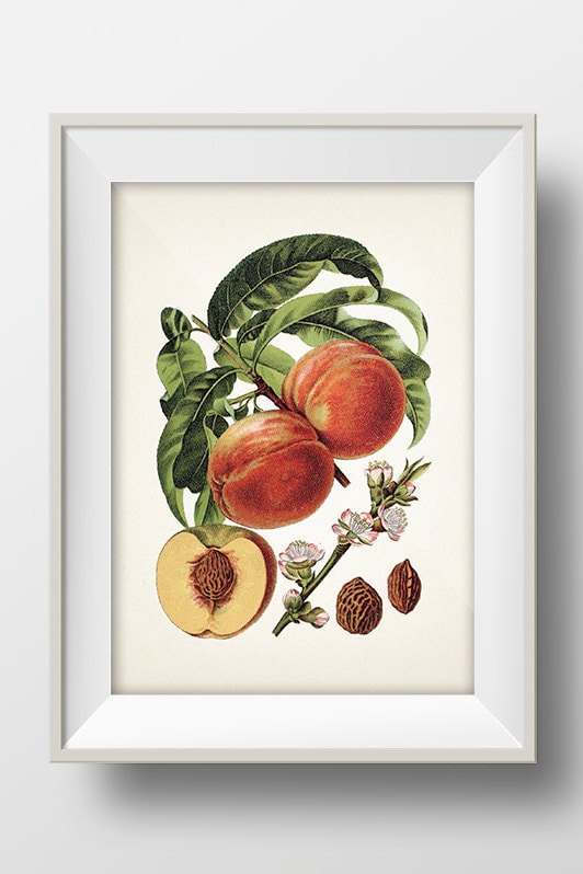 Vintage Peach Print 2 PL-43 Fine art print of a vintage | Etsy