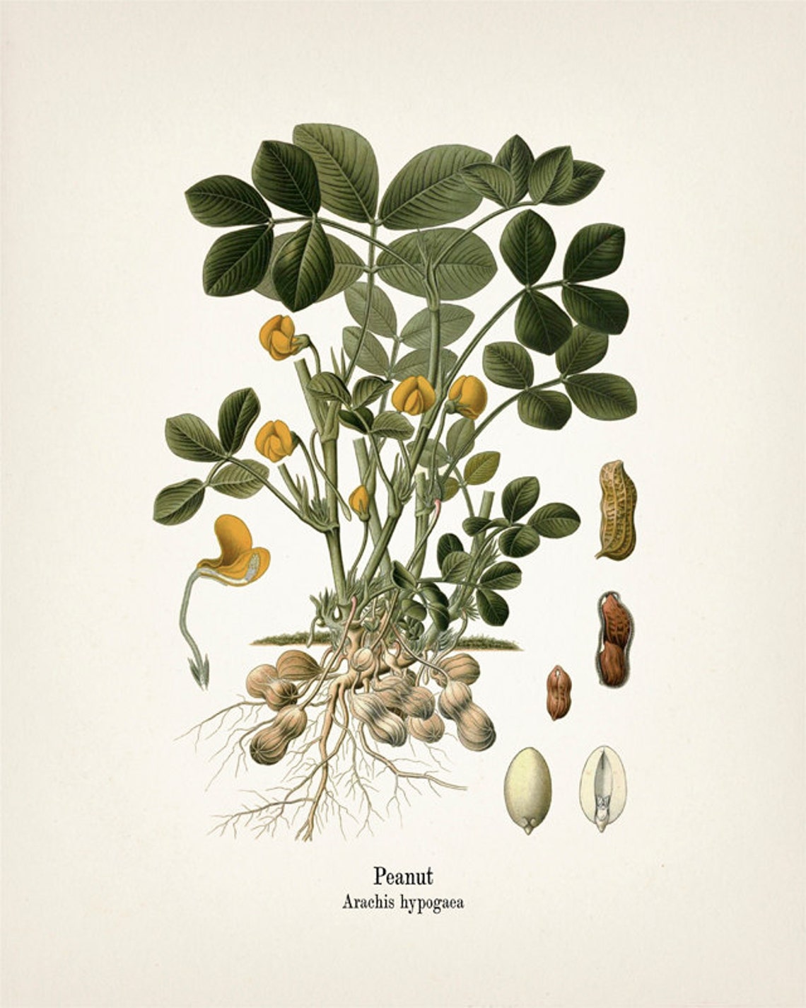 Vintage Peanut Print KO-09 Fine Art Prints of Kohler's - Etsy
