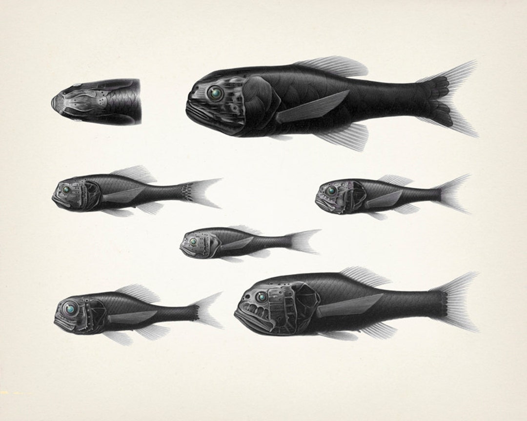 Mechanical Robot Looking Fish - Fine Art Print of a Vintage Natural ...