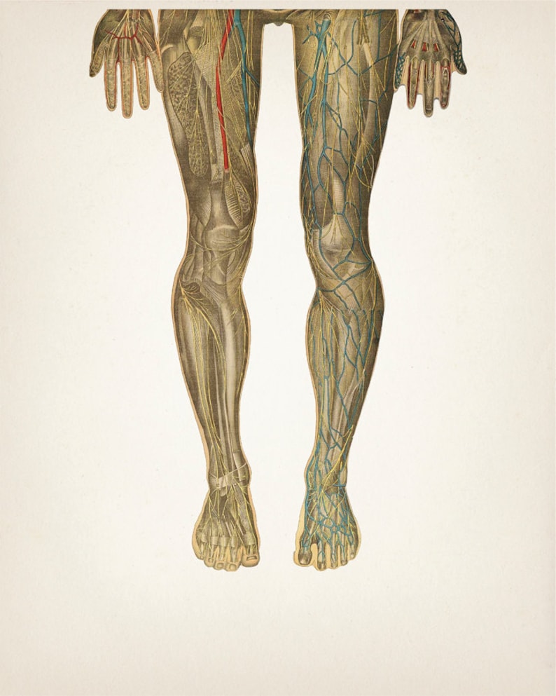 Human Anatomy CIRCULATORY System Wall Art Set Fine Art - Etsy