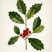 Holly Plant Christmas Botanical Print - Holiday Wall Art - INCLUDES ...